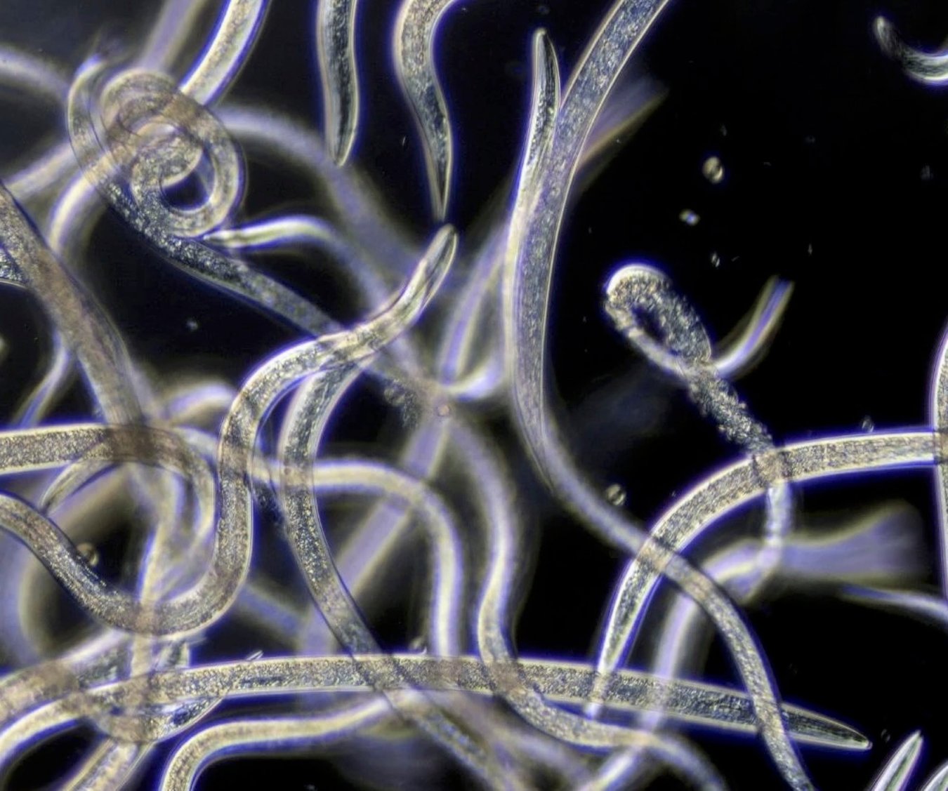 Root Weevils? Here's How Nematode Treatment Works and What You Need to Do