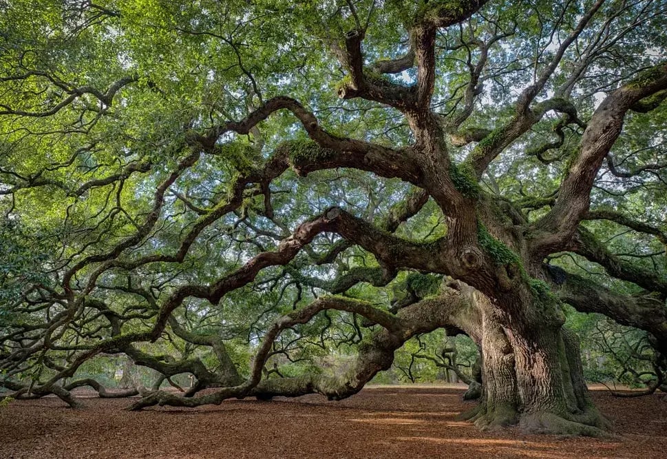 Tree Permits